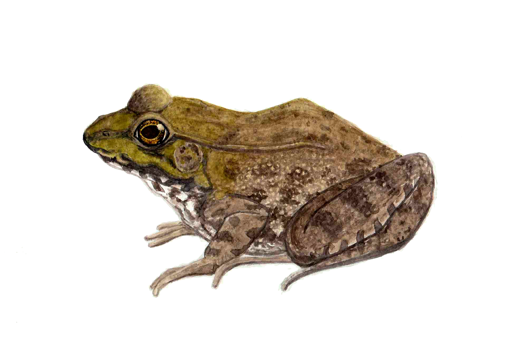 Frogs & Toads – Fern & Frog